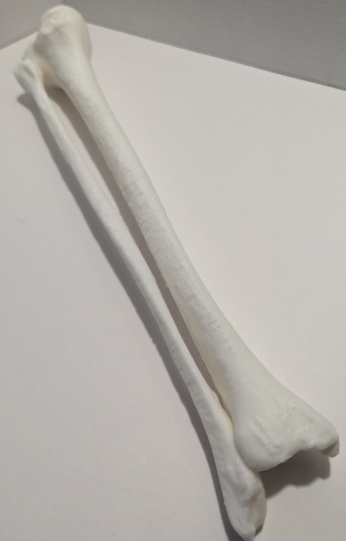 Tibia/Fibula - Full Size Model – Tree Dee Designs